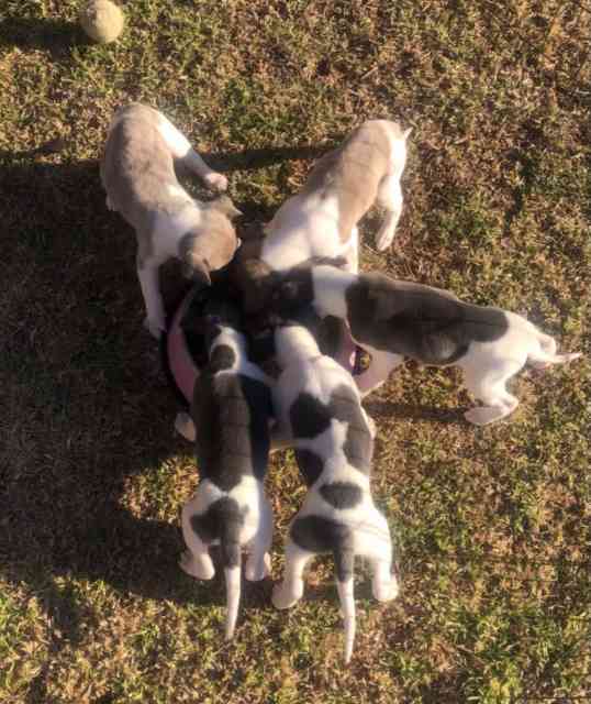 EXCEPTIONAL QUALITY LITTER OF 5 PURE BRED WHIPPET PUPS | Dogs & Puppies ...