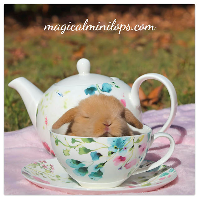 Magical Mini Lops Baby Bunny Rabbits For Sale Sydney ️ | Rabbits ...
