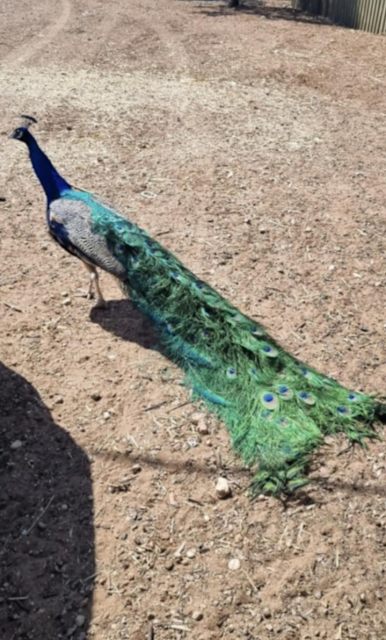 2 beautiful Peacocks for sale! | Birds | Gumtree Australia Adelaide ...