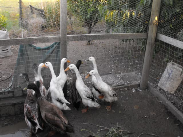 WANTED RETIRED PERSON TO MIND ANIMALS | Other Home & Garden | Gumtree ...