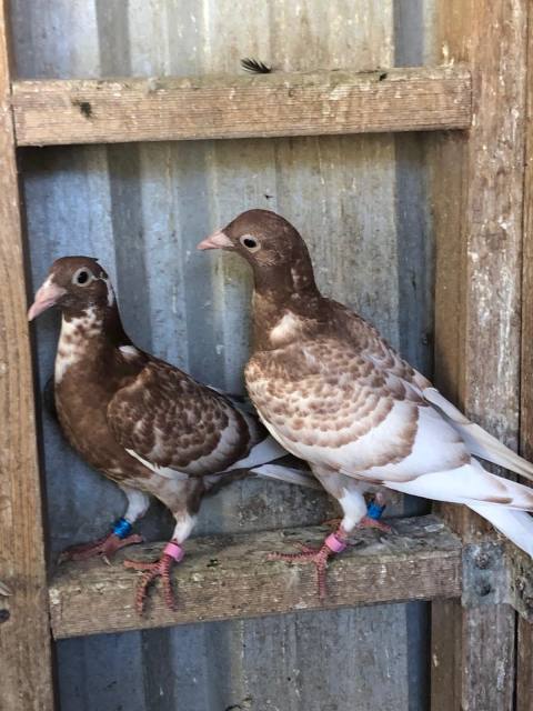Meuleman Racing Pigeons | Birds | Gumtree Australia Parramatta Area ...
