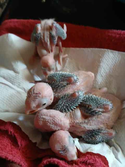 new season babies up soon. | Birds | Gumtree Australia Canning Area ...