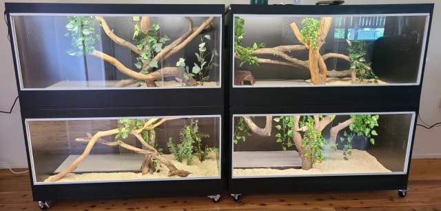 3xRough-Scaled Pythons, Woma Python, and Enclosures | Reptiles ...