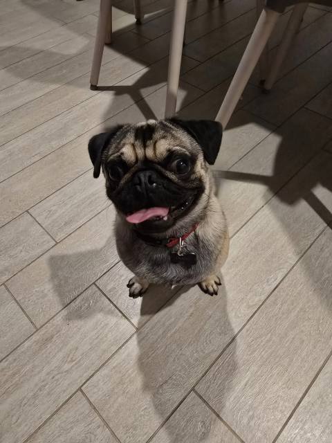 Fawn Boy Pug | Dogs & Puppies | Gumtree Australia Parramatta Area ...