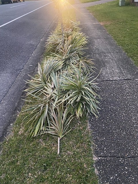 FREE YUCCA PLANT CUTTINGS TALL FREE - Plants in Wishart QLD | Gumtree ...