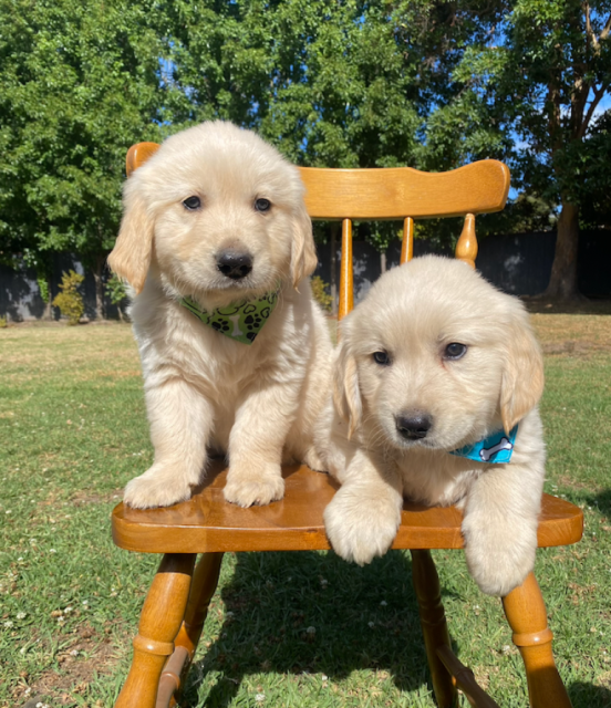 Adorable Pure Golden Retriever Puppies ️ | Dogs & Puppies | Gumtree ...