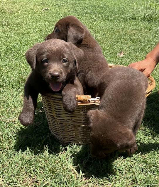 PURE Labrador Puppies - Choc and Black - farm raised in ALLORA | Dogs ...
