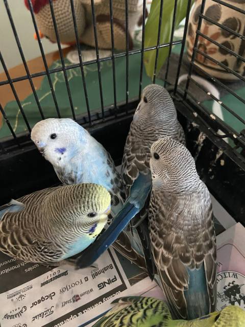 Baby Budgies looking for a new home | Birds | Gumtree Australia ...