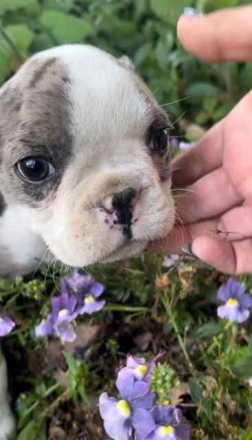 Boston Terrier Merle Baby Boy | Dogs & Puppies | Gumtree Australia ...