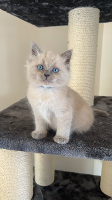 Blue-Point & Blue Mink Ragdoll Kittens for sale! Ready to go now | Cats ...