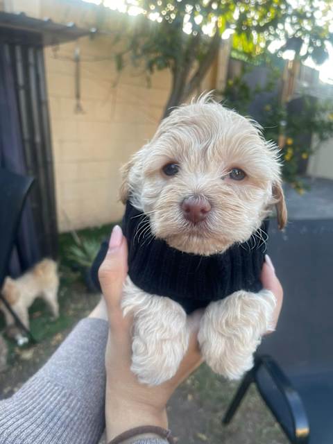 2 FEMALE SHMOODLE PUPPIES | Dogs & Puppies | Gumtree Australia Hume ...