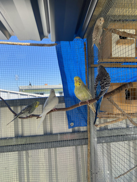 Young budgies | Birds | Gumtree Australia Cowra Area - Cowra | 1330441068