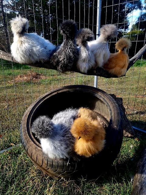 Various breed chickens for sale. READ ADD | Livestock | Gumtree ...