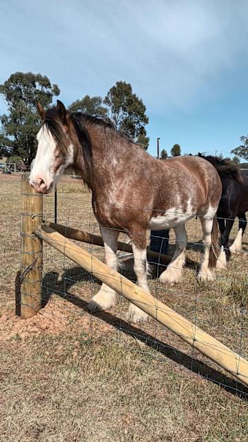 Clydesdale Mare - Miscellaneous Goods in Korong Vale VIC | Gumtree ...