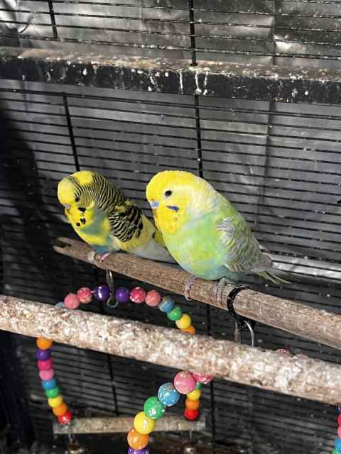 Normal Budgies & Rainbow budgies | Birds | Gumtree Australia Gungahlin ...