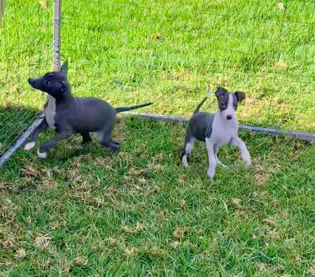 PURE BREED ITALIAN GREYHOUND PUPS - ANKC pedigree/Professional Breeder ...