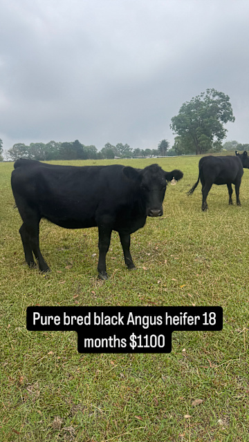 Black Angus Heifer and red Angus bull for sale | Livestock | Gumtree ...