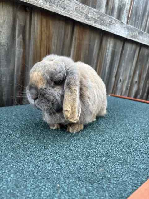 Pure-bred mini lop bunnies available | Rabbits | Gumtree Australia ...