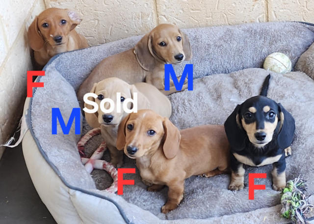 Miniature Dachshund or Dashie Puppies | Dogs & Puppies | Gumtree ...