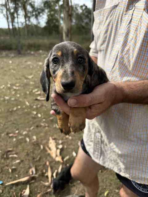 Dachshund Puppies | Dogs & Puppies | Gumtree Australia Lockyer Valley ...