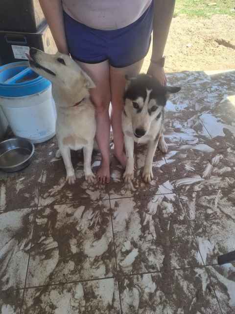 Huskies (NEED REHOMING ASAP) | Dogs & Puppies | Gumtree Australia ...