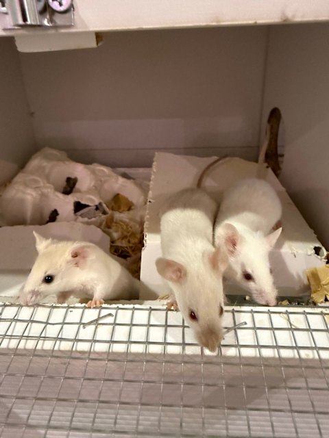 PET / LIVE FOOD MICE | Other Pets | Gumtree Australia Cairns City ...