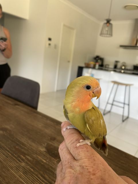 Lovebirds Hand reared | Birds | Gumtree Australia Margaret River Area ...