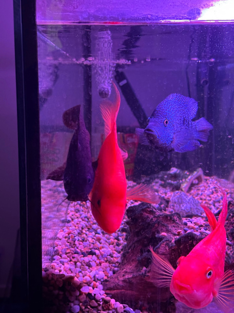 American Cichlids | Fish | Gumtree Australia Brisbane South West ...