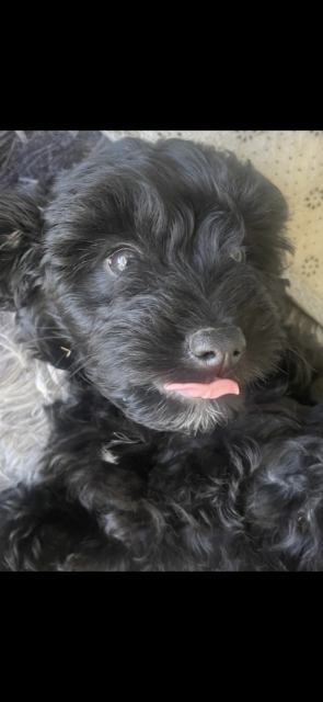 F2 Cavoodle Puppies | Dogs & Puppies | Gumtree Australia Belconnen Area ...