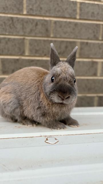 Cute Ginger Bunny + Cage + Fully Trained! 🐰 | Rabbits | Gumtree ...