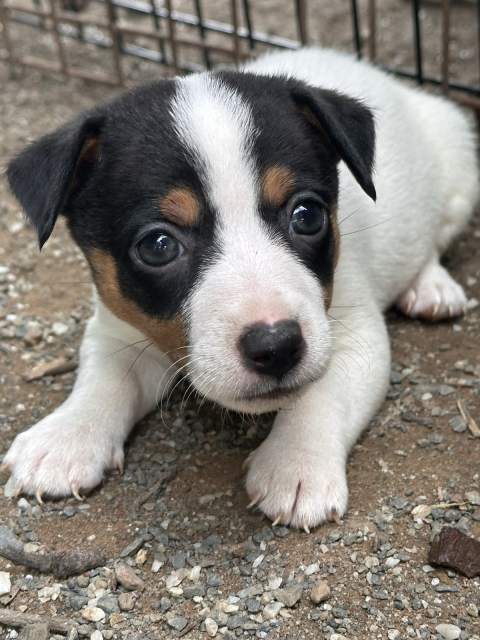 Mini Foxies | Dogs & Puppies | Gumtree Australia Tablelands - Mount ...