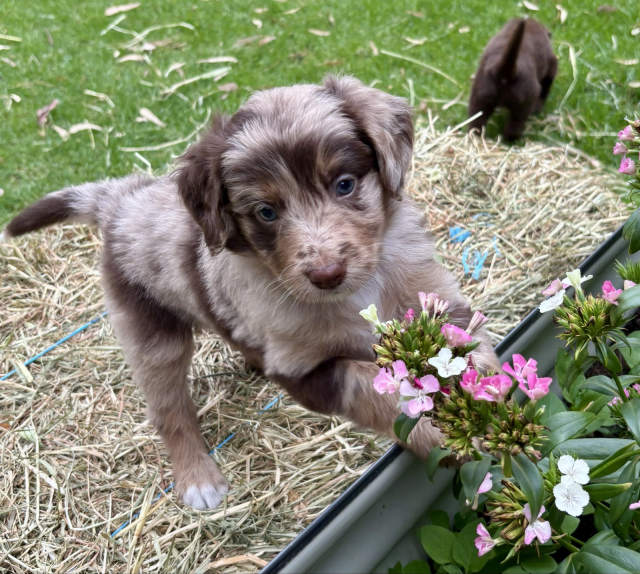 Aussiedoodle Puppies - DNA clear | Dogs & Puppies | Gumtree Australia ...