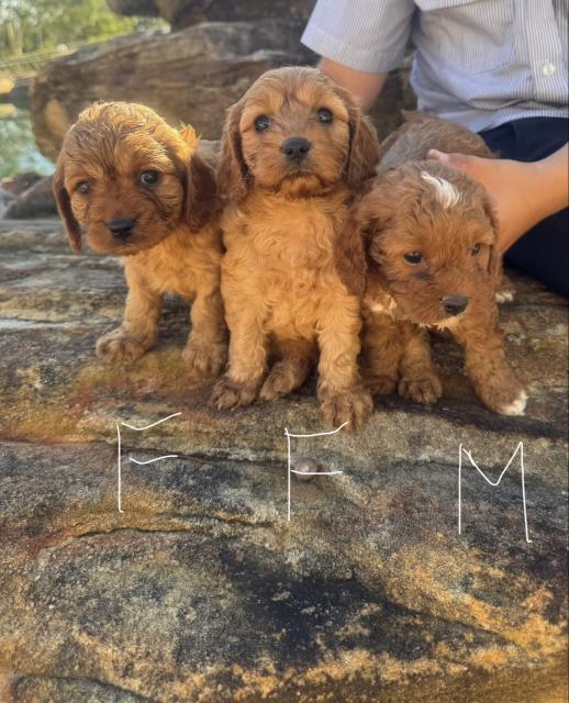Pure bred Ruby toy Cavoodles | Dogs & Puppies | Gumtree Australia The ...