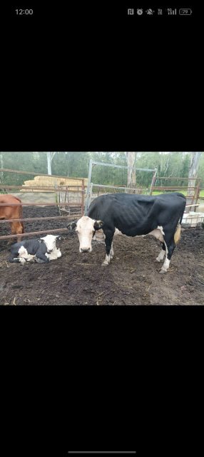 2 cheap cows and calves | Livestock | Gumtree Australia Logan Area ...