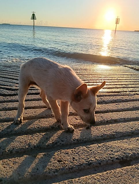 purebred stumpy tail cattle dog | Dogs & Puppies | Gumtree Australia ...