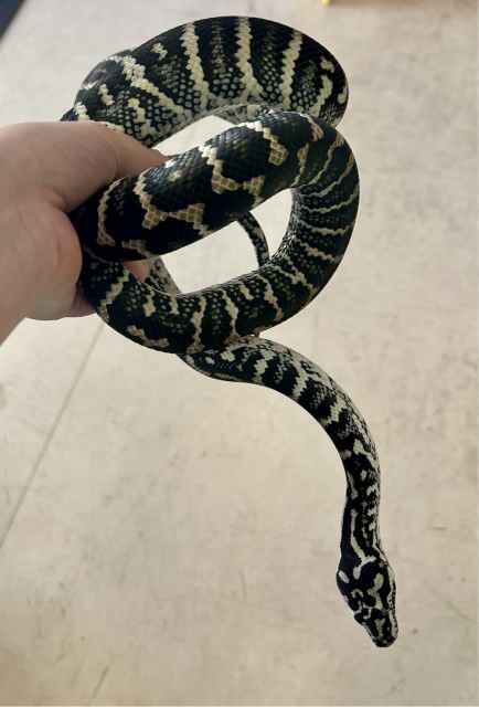Snakes Axanthic Jungle,Bredli,Caramel,Stimson Pythons SALE 20% Off ...