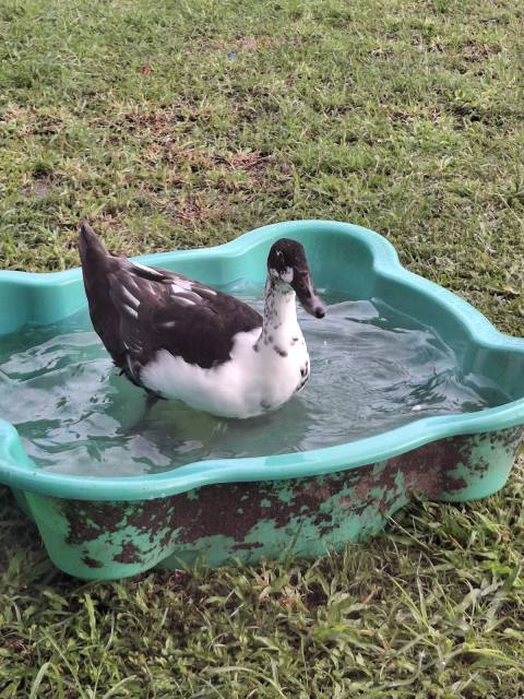 Muscovy x indian runner drake | Other Pets | Gumtree Australia ...