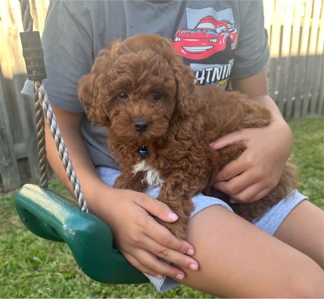 Stunning Toy Cavoodles - Ruby to Caramel, Hypoallergenic | Dogs ...