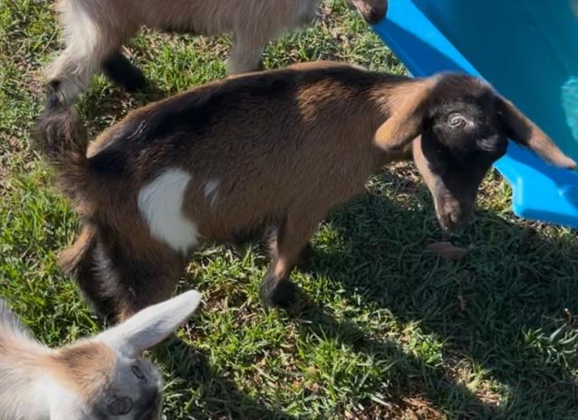 Nigerian Dwarf, Pygmy. Female doe goat kid. | Livestock | Gumtree ...
