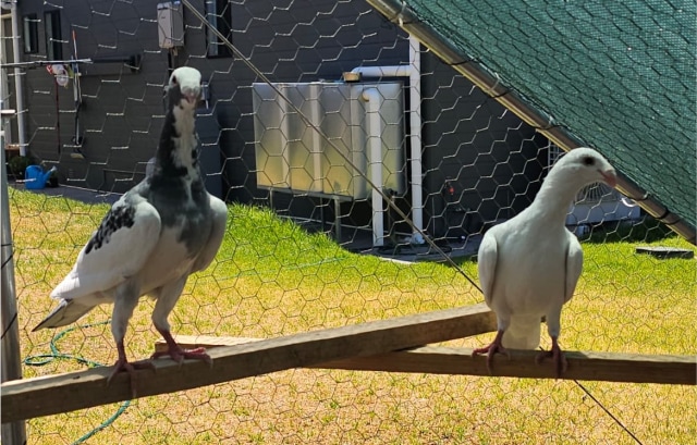 fantail white female pigeon, German beauty 2 male,1 white female ...