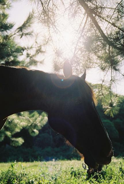 LAND WANTED SE QLD for Animal Rescue - Land for Sale | Gumtree Australia