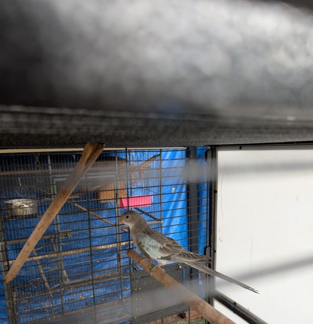 baby princess parrot and female grass parrots | Birds | Gumtree ...