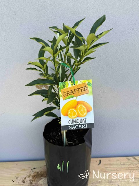 Citrus Japonica Nagami (Nagami Kumquat) GRAFTED (011) - Plants in ...