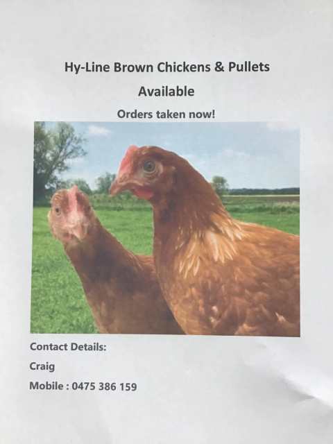 Hyline Brown Chickens & Pullets | Livestock | Gumtree Australia Latrobe ...