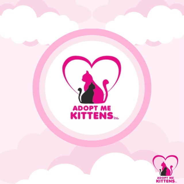 ADOPT A KITTEN OR CAT- ADOPT ME KITTENS | Cats & Kittens | Gumtree ...