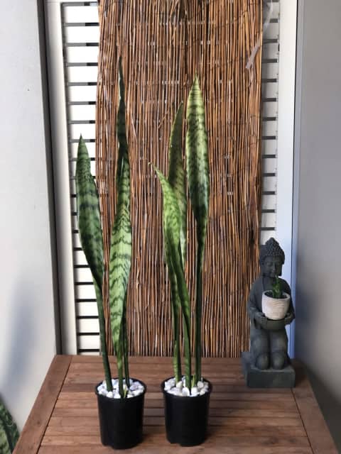 Beautiful Snake plants/Mother in laws tongue pots. | Plants | Gumtree ...