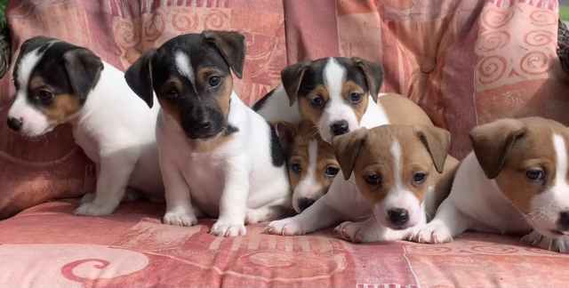 Pure Breed Stumpy Jack Russell Puppies | Dogs & Puppies | Gumtree ...