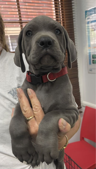 Neo mastiff pups | Dogs & Puppies | Gumtree Australia Dubbo Area ...