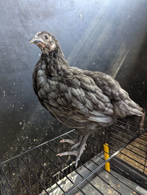 Pure Breed Australorp Roosters & fertile eggs | Livestock | Gumtree ...