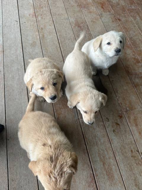 Cavador Puppies (Cavalier x Labrador) | Dogs & Puppies | Gumtree ...